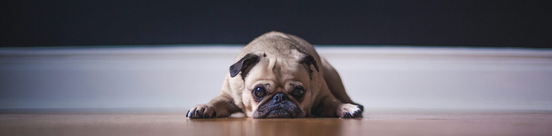 Mastering Basics: A Guide to Training Your Puppy - Pups N Paws