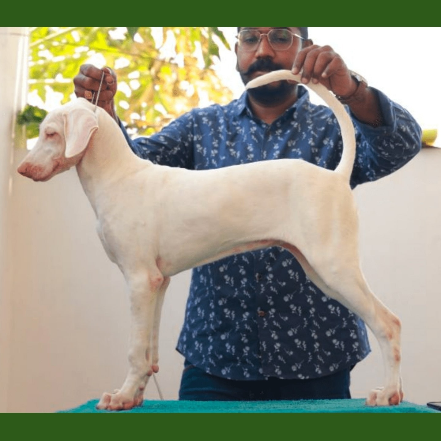 Rajapalayam Puppies - Pups N Paws